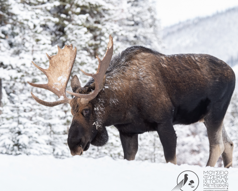 Μουσείο Φυσικής Ιστορίας Μετεώρων & Μουσείο Μανιταριών